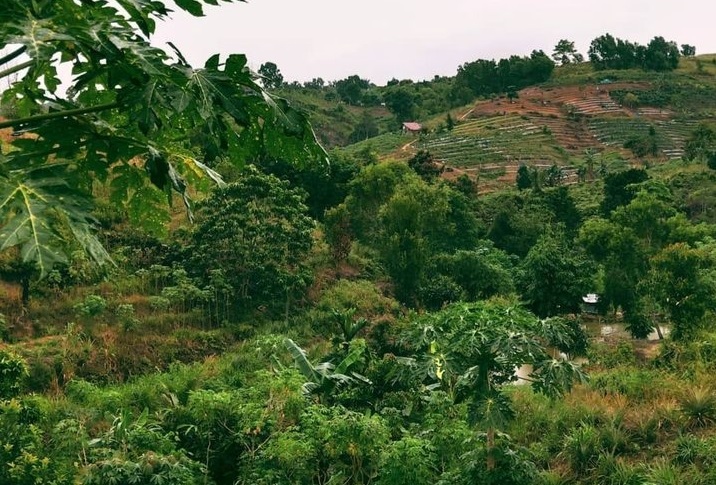 Wisata Bukit Berbunga di Keritang Inhil, Instagramable dan Asik Buat ...