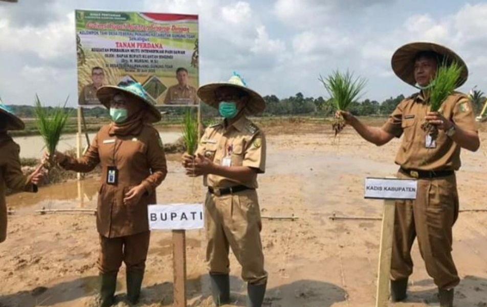 Berkat Benih PB 42, Hasil Panen Padi Warga Desa Teberau Panjang ...