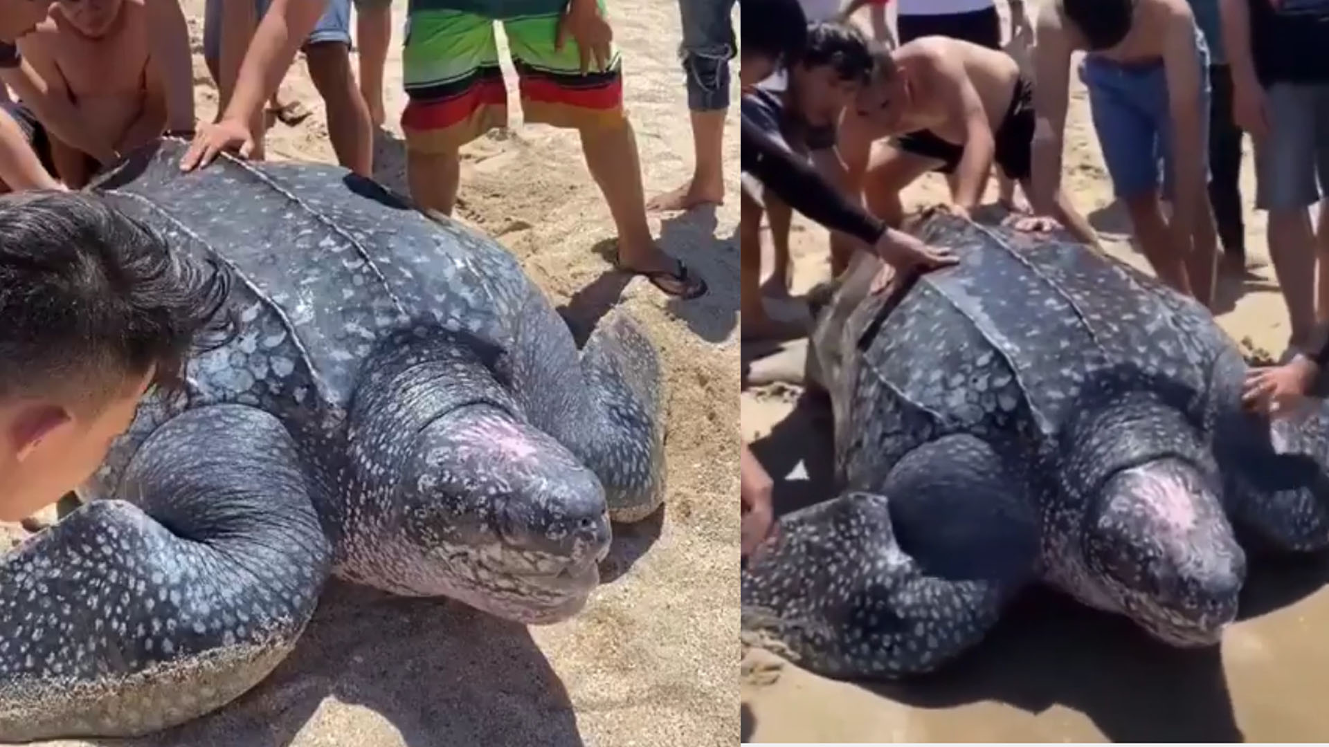 Terdampar di Rawa Pantai Oping Minahasa, Seekor Penyu Belimbing Raksasa ...