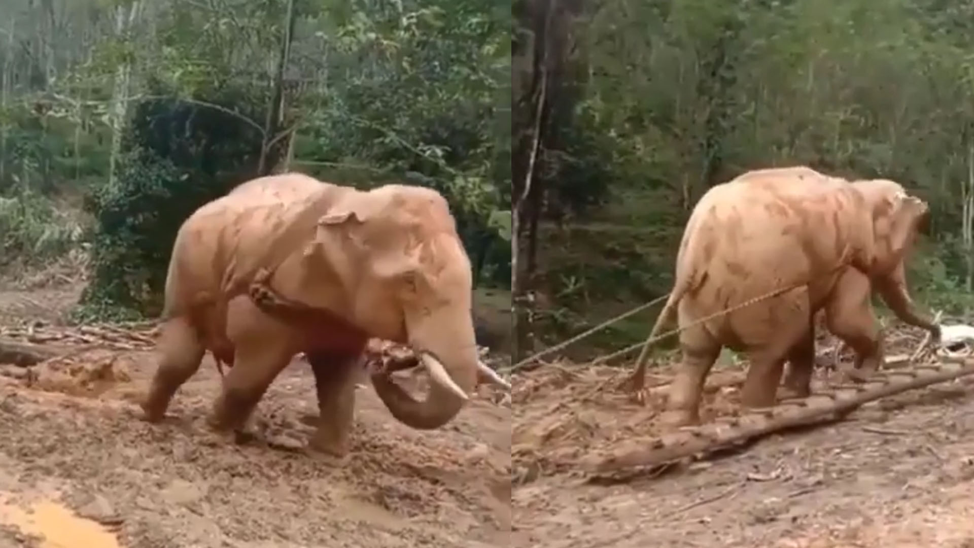 Viral! Video Eksploitasi Gajah Tarik Kayu dengan Bersusah Payah