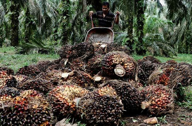 Meski Harga Sawit Riau Tertinggi di Indonesia, Petani di Siak Tetap ...