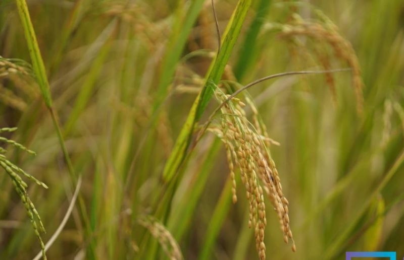 Awal Tahun 2025, Produksi Padi di Riau Meningkat